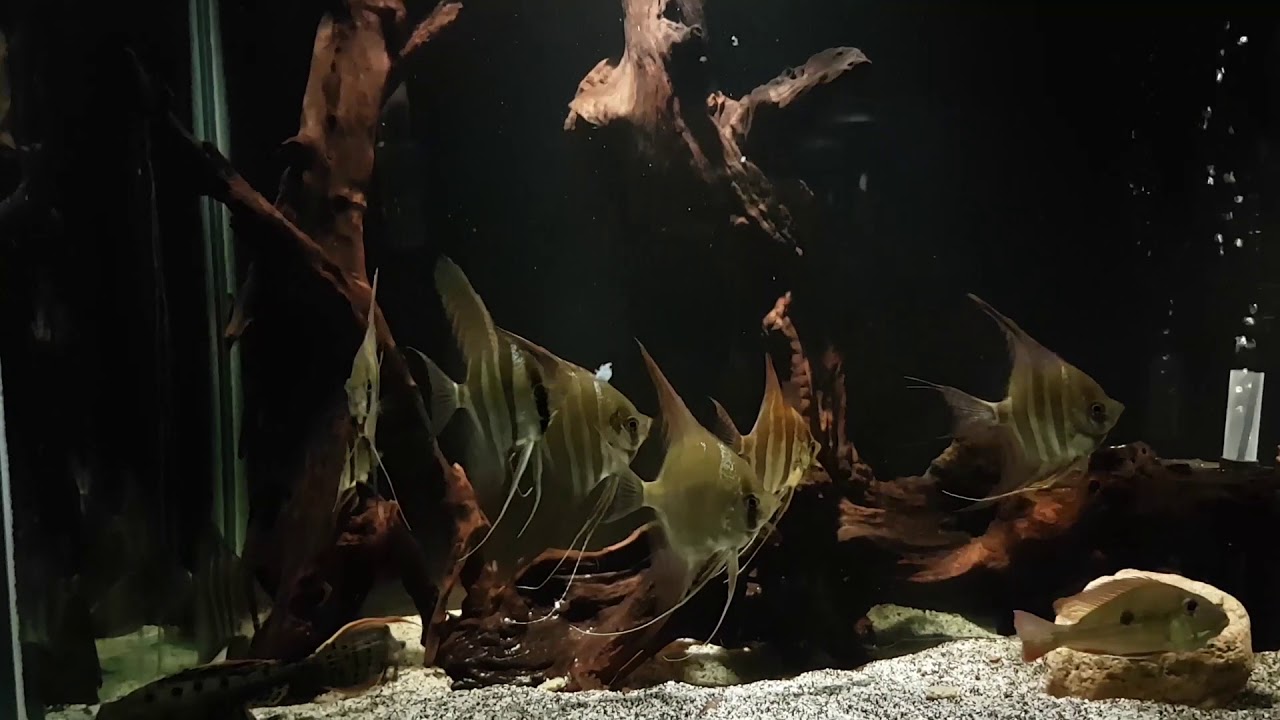 Feeding - Altum Angelfish, l095 plecos, Winemilleri geophagus - YouTube