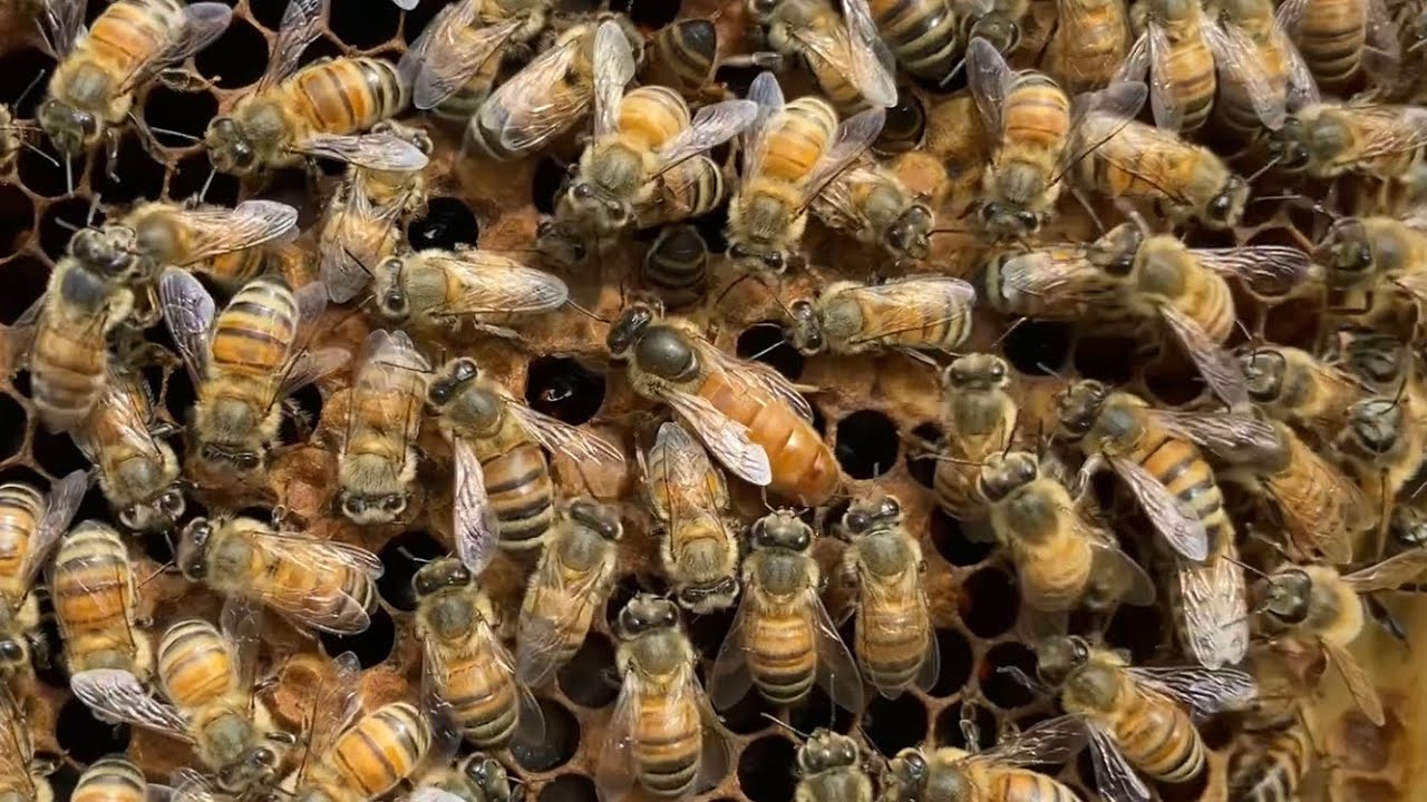 Finding The Queen Bee | She's Beautiful | Beekeeping for Beginners ...