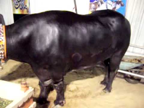 Dilpasand cow at Karachi Expo Center - YouTube