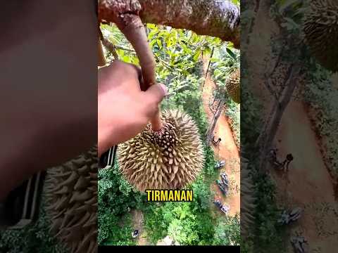 Cennet Cehennem Meyvesi Nasıl Toplanır? 😲🌴