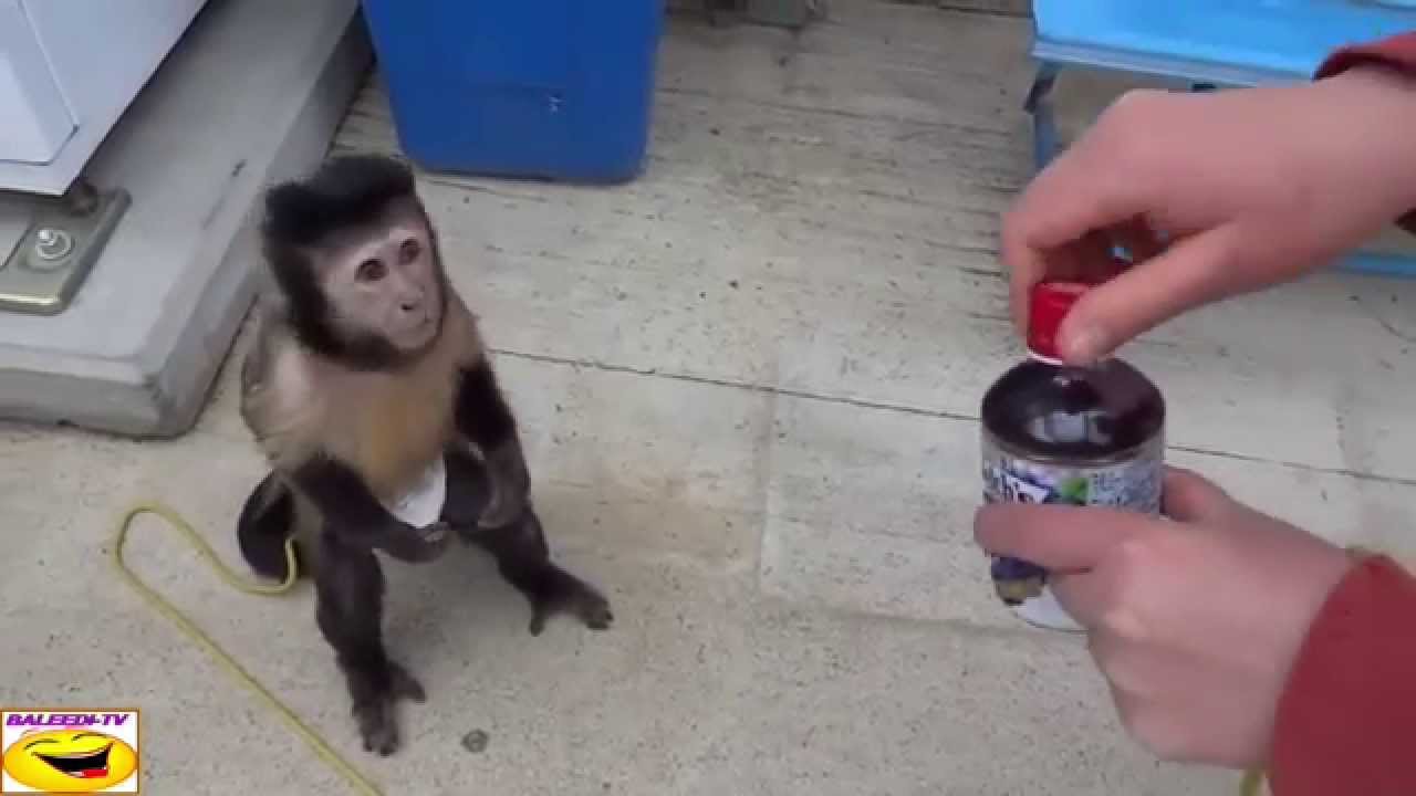So easy EVEN monkeys can do it - YouTube