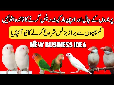 Start Bird Business with Little Money | How To Start Profitable Birds ...