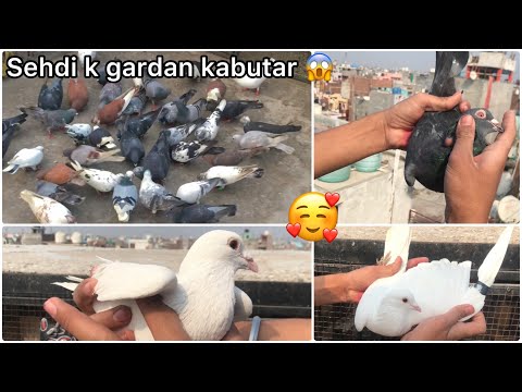 Sehdi k gardaan kabutar pakde😱