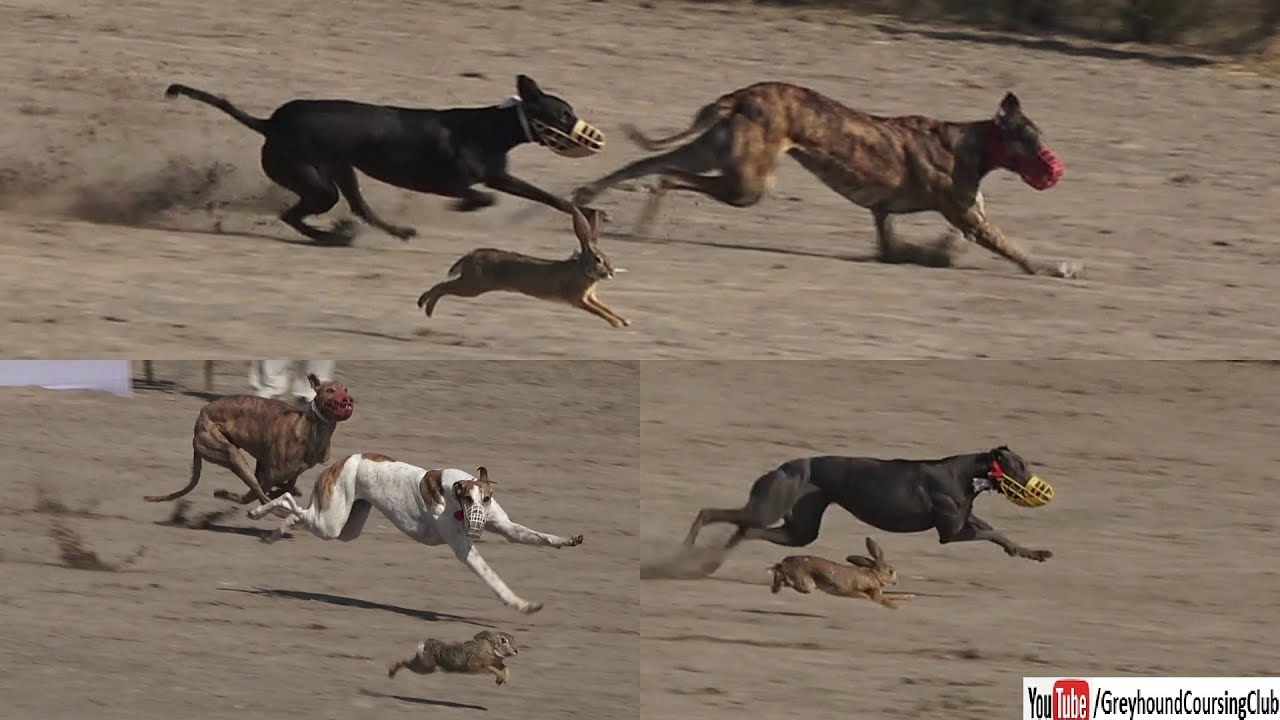 dog vs rabbit 2022 | greyhound coursing | wild rabbit videos - YouTube