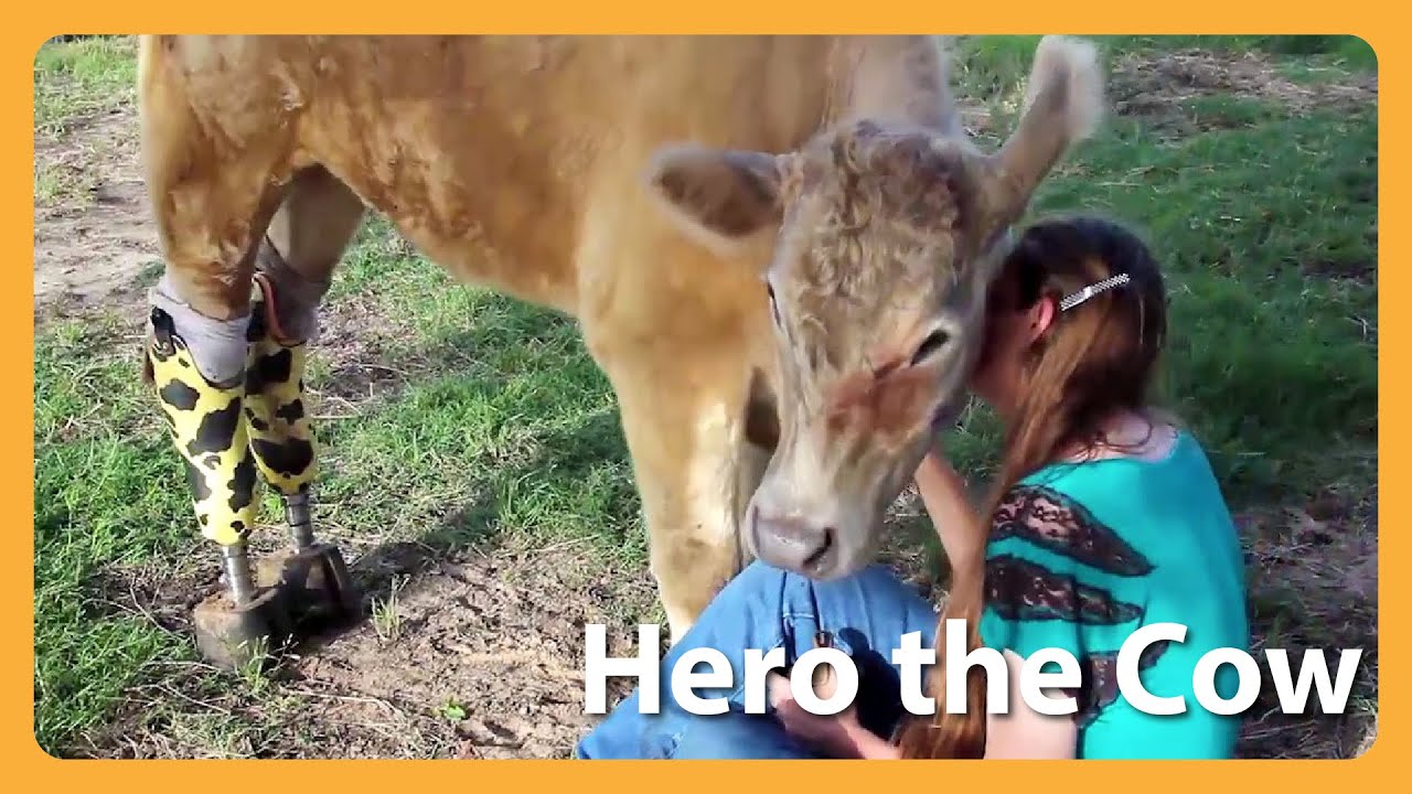 Amputee Cow Named Hero Inspires In Moo Ways Than One - YouTube