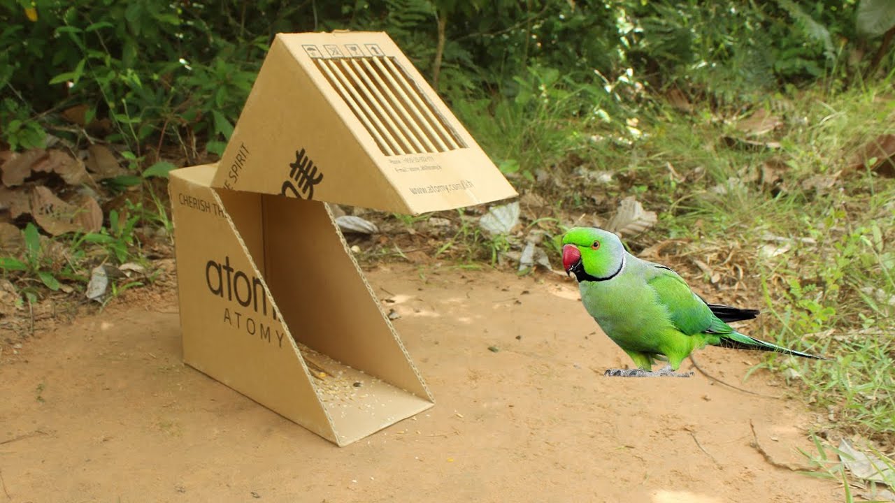 Creative Parrot Trap Technique | Easy Bird Trap Using Cardboard Box ...