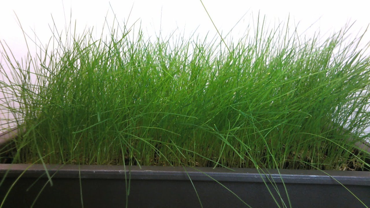Watch Grass Grow Live - YouTube