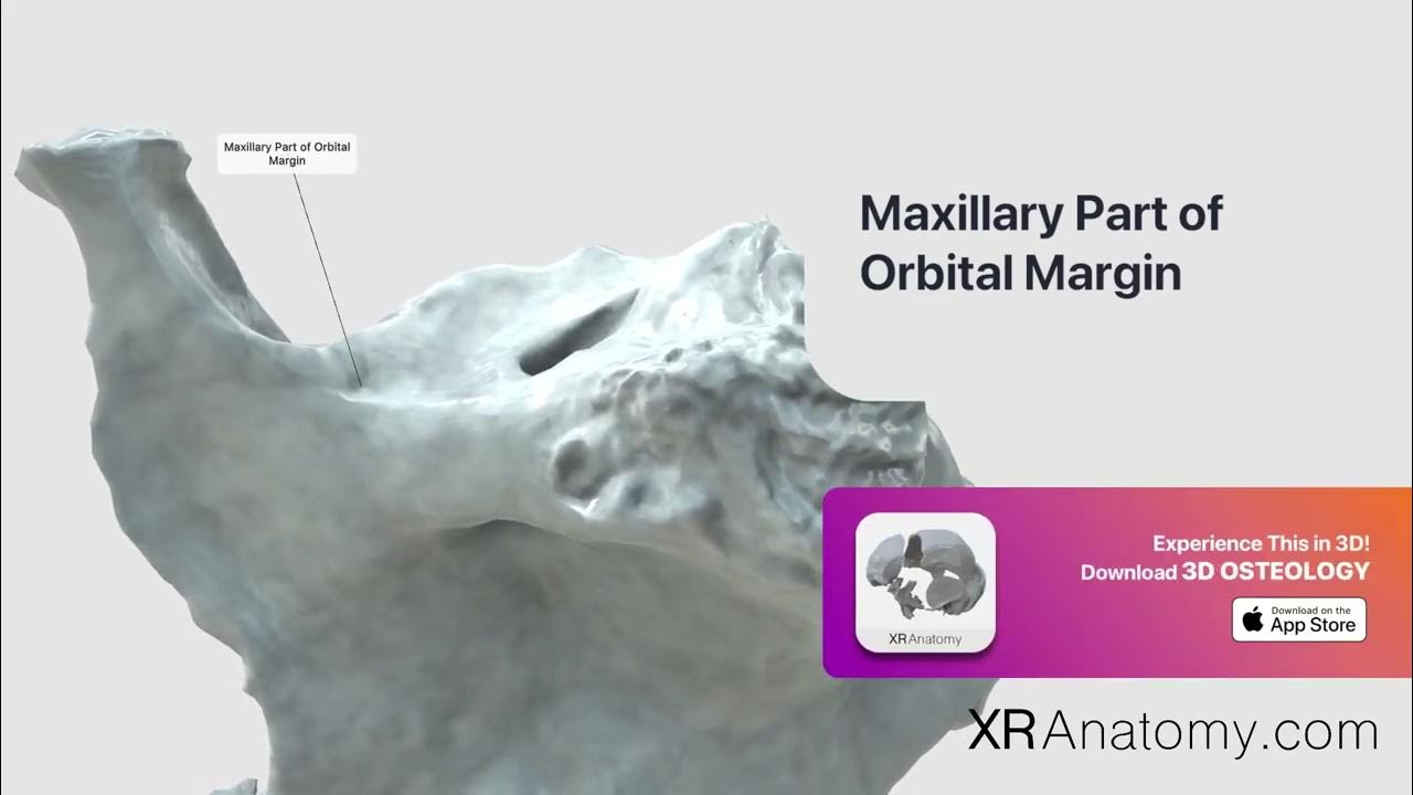 Maxillary Part of Orbital Margin of Maxilla - YouTube