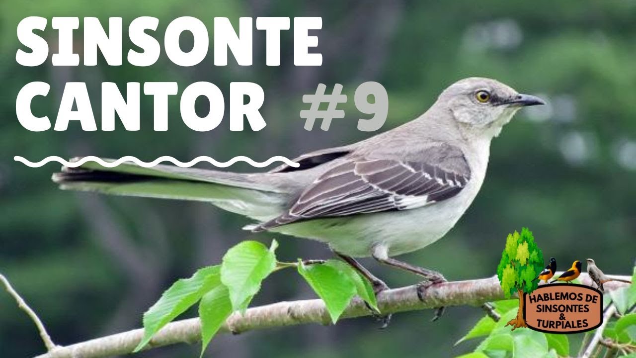 SINSONTE / CENZONTLE CANTOR #9. VÍDEO PARA ENSEÑARLE A CANTAR LINDAS ...