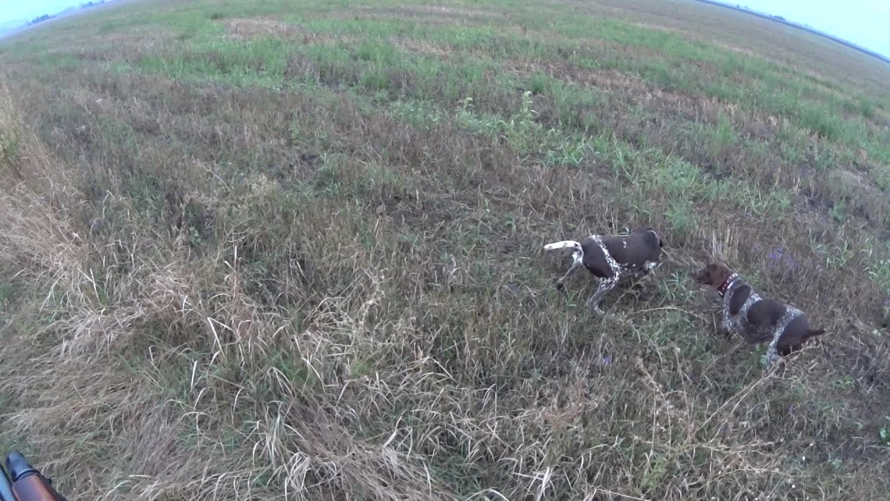 ΚΥΝΗΓΙ ΟΡΤΥΚΙΟΥ ΜΕ KURZHAAR ΜΕΡΟΣ 2ο ( QUAIL HUNTING WITH KURZHAAR PART ...