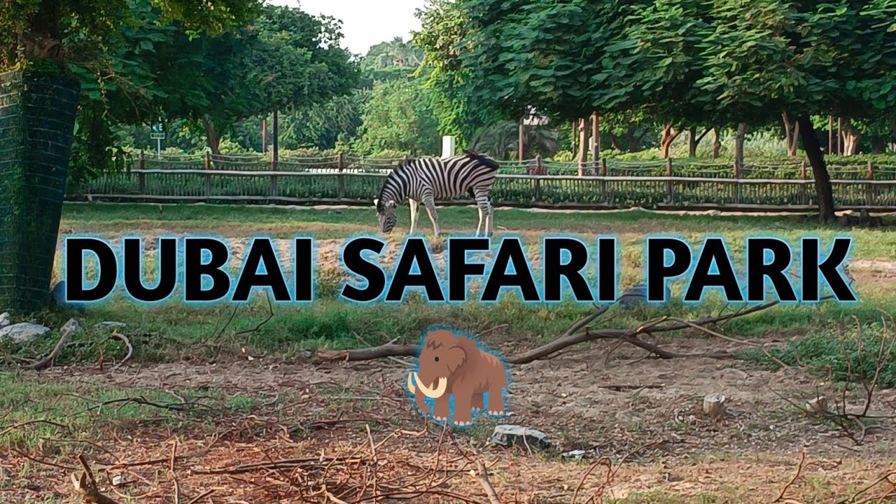 "EXPERIENCE THE MAGIC OF THE ELEPHANTS ZONE AT DUBAI SAFARI PARK,🦣🦣MEET ...