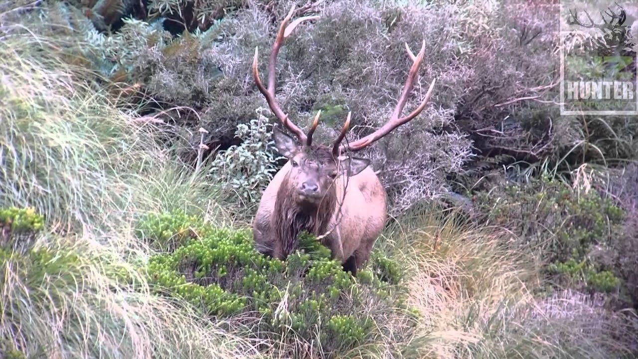 Sika Show Trailer - YouTube