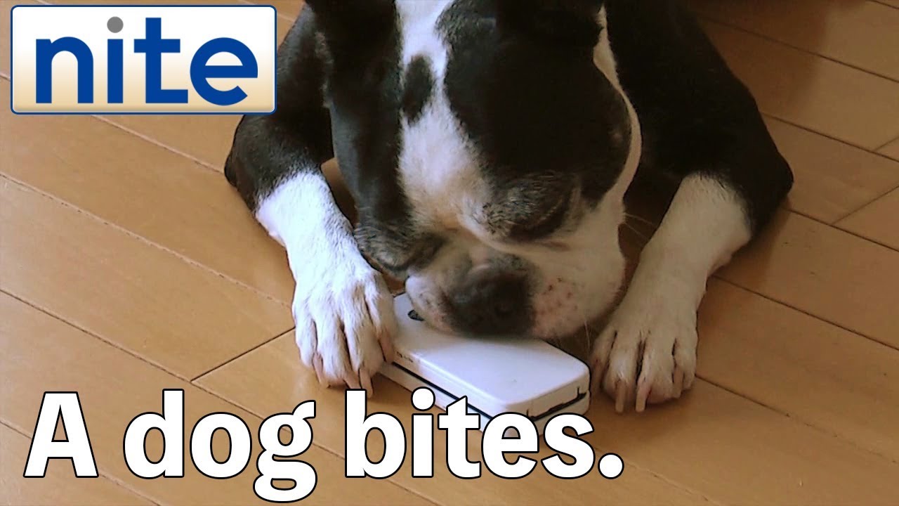 【nite-ps】Mobile phone:1.A dog biting a mobile phone - YouTube