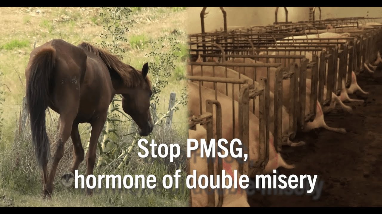 PMSG: Hormone of double misery - YouTube