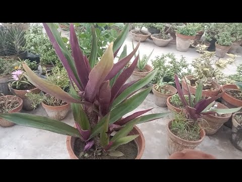Roheo " moses in the cradle " plant care (REHMAT FLOWERS) - YouTube
