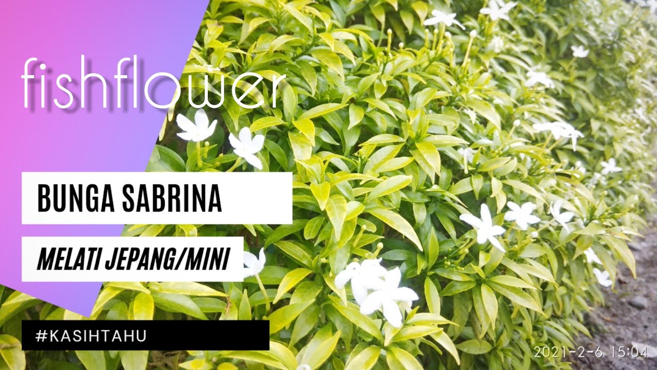melati mini atau melati jepang atau bunga sabrina | kasih tahu #shorts ...