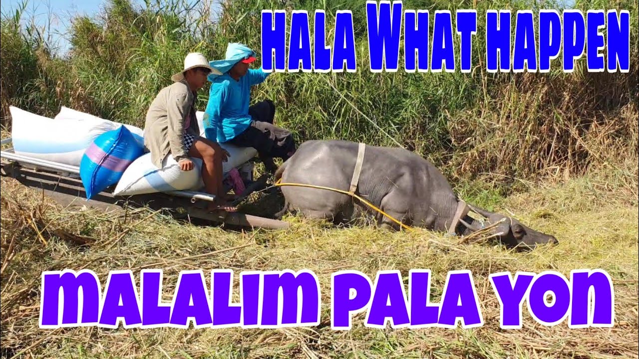 Karyada ng palay/Malalim at maputik na Daanan nagpahirap sa mga kalabao ...