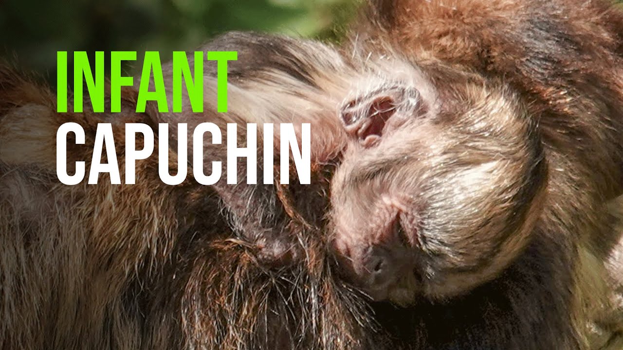 Newborn Capuchin Monkey