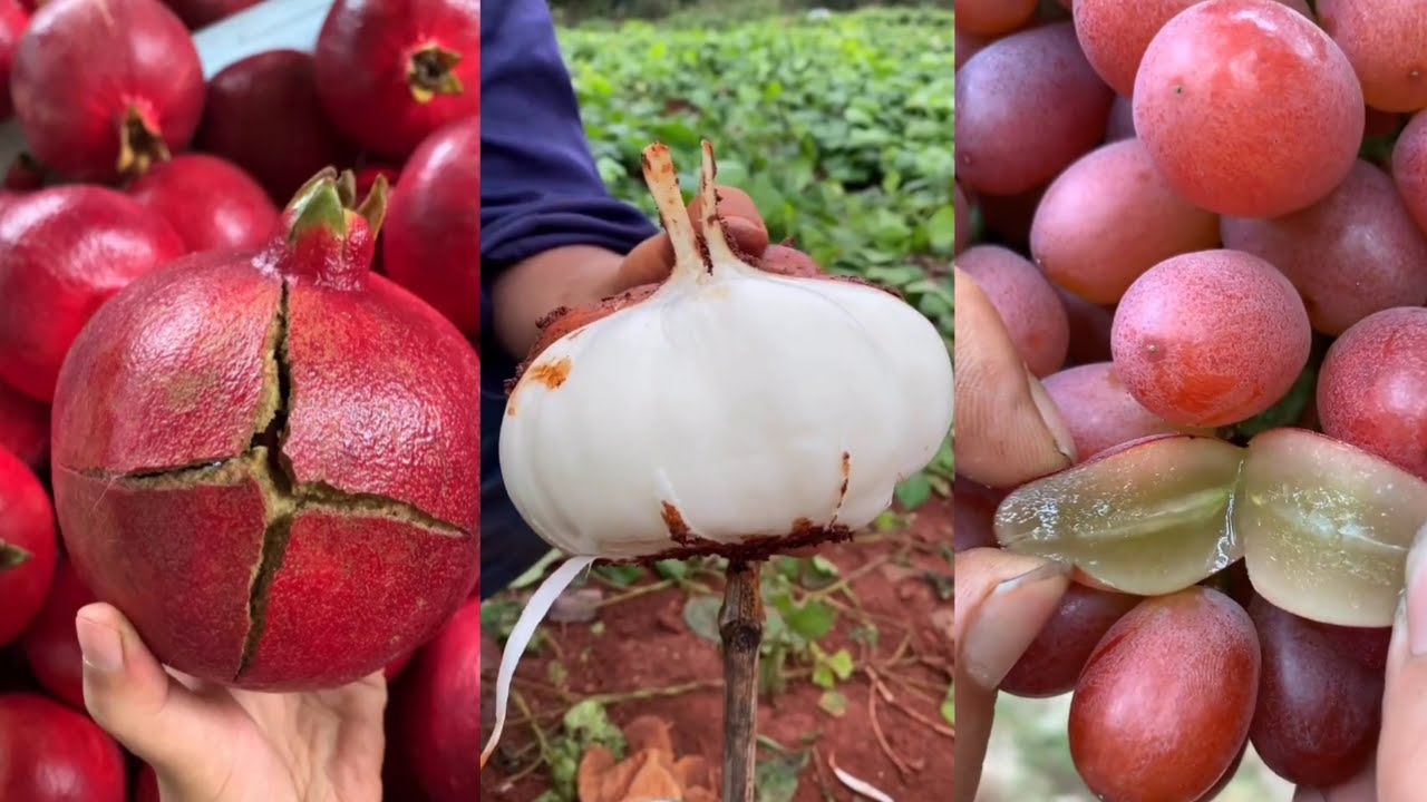 Mengupas Buah Buahan Segar Langsung dari Kebun di China Vol. 12 - YouTube