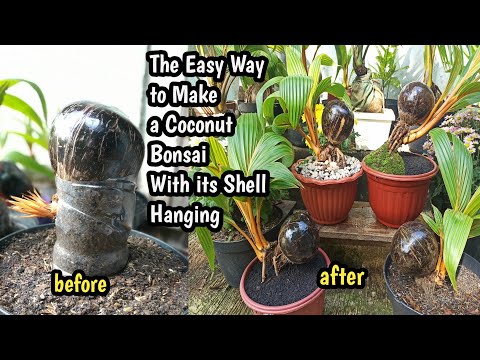 CARA MUDAH MEMBUAT BONSAI KELAPA BATOK NUNGGING