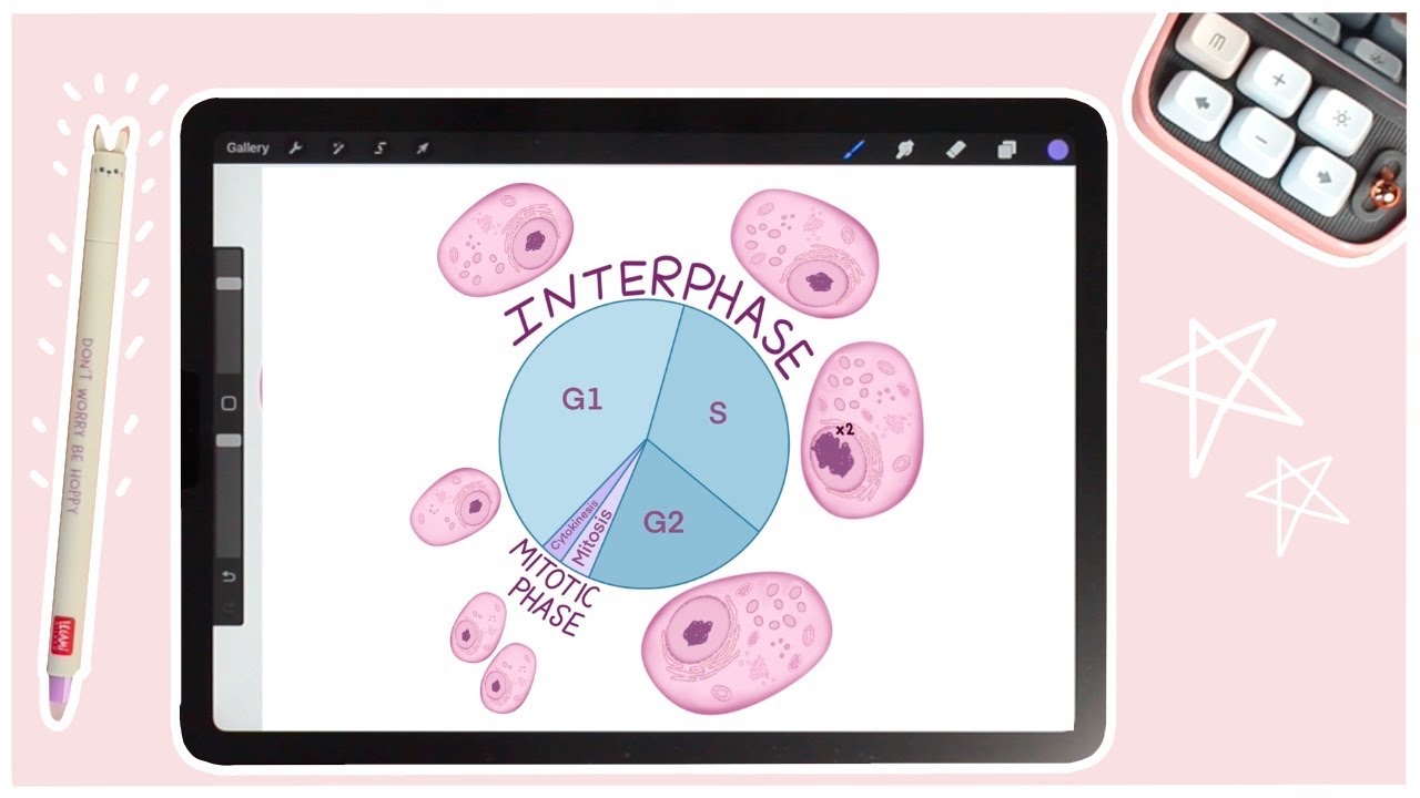 Cell Cycle - Interphase - YouTube
