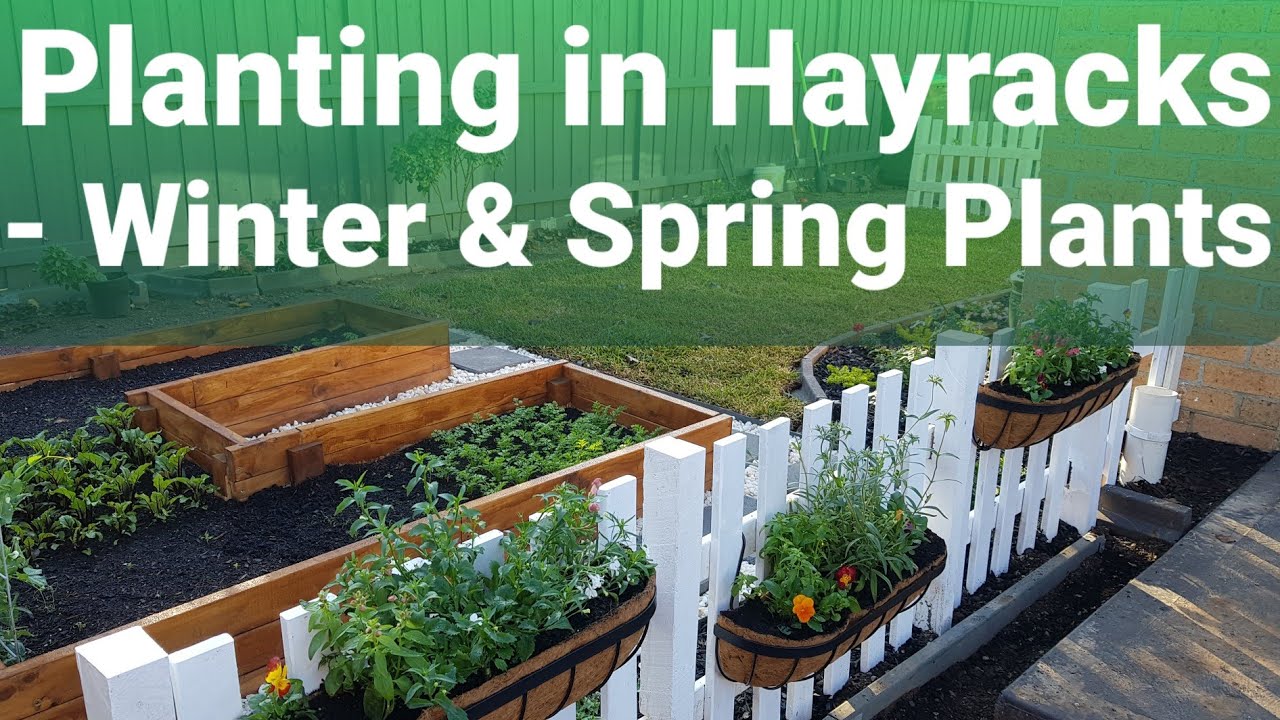 Planting in Hanging Baskets, Hayracks with annuals, cottage plants ...