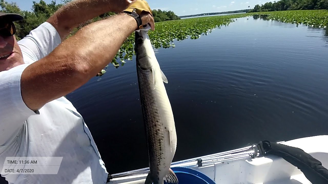 Large spawning female gar on this perfect day for bowfishing - YouTube
