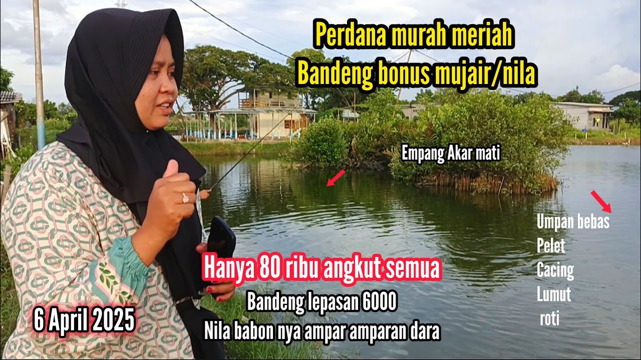Info mancing marunda terbaru | perdana bandeng bonus mujair/nila empang akar mati haji merit ...
