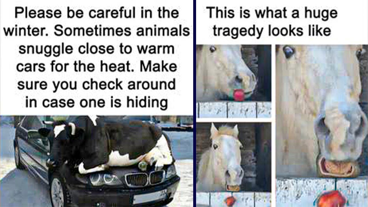 Adorable Animal Scenarios, Perfect For Creating Memes - YouTube