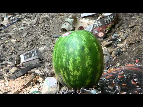 Watermelon shot with a .223 hollow point round - YouTube