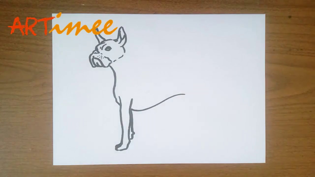 How to Draw a Boxer Dog - YouTube