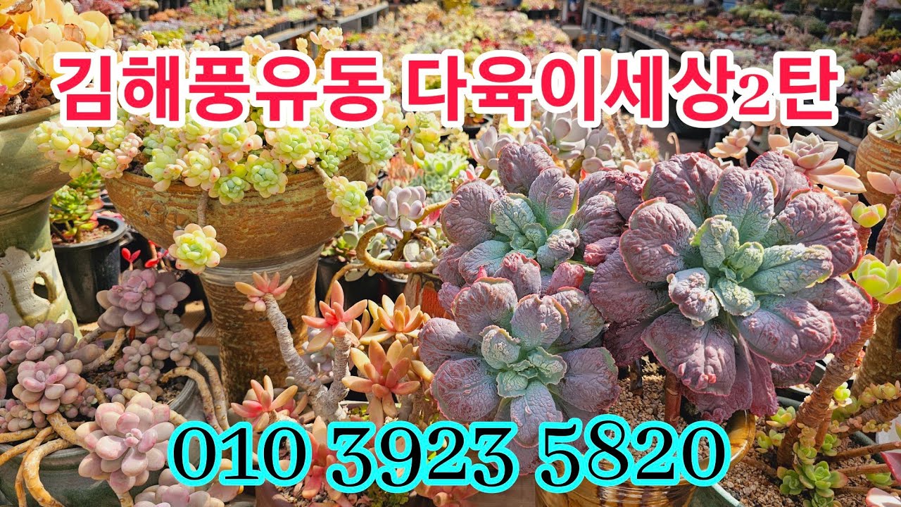 김해풍유동다육이세상2탄🤩묵둥이아악무찰스톤수정옵투샤테이로사블루드래곤사탕금구미무레몬베리피카츄티피💥23416