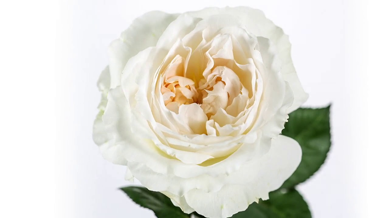 PURITY ROSE HD - YouTube