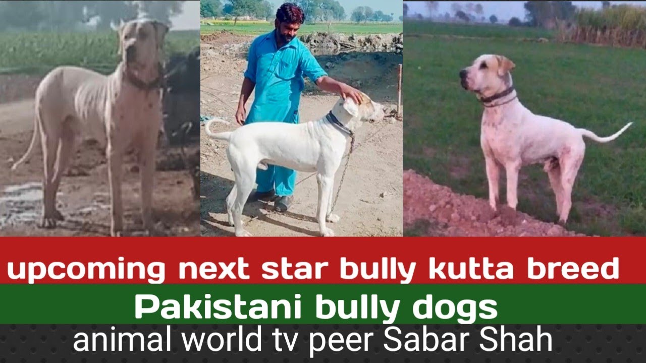 upcoming next star bully kutta breed | Pakistani bully dogs | # ...