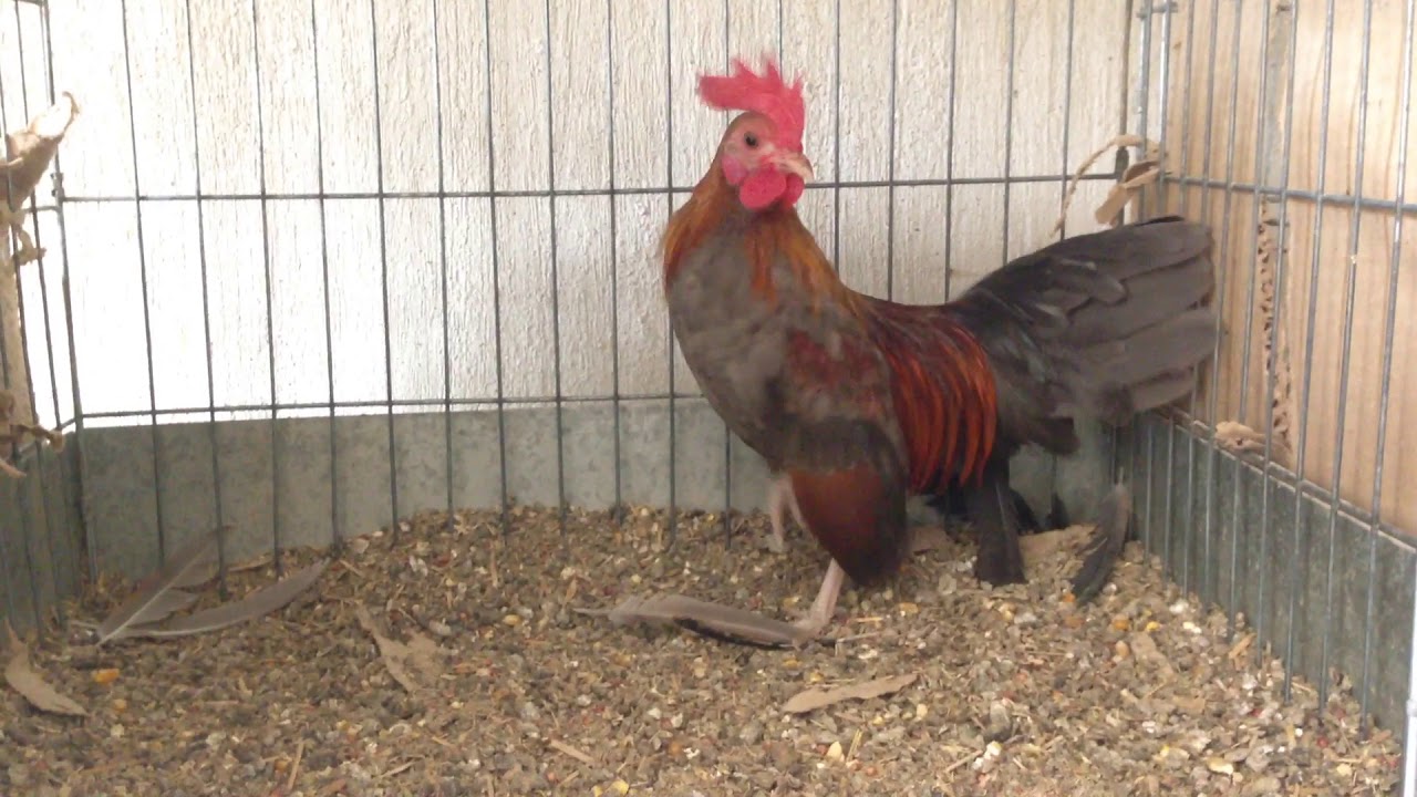 Gallo miniatura Azteca fawn Red 2017 - YouTube