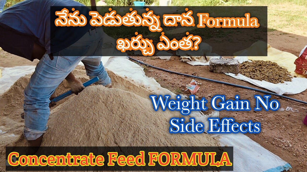 Weight Gain Concentrate feed for Sheep and Goat Farming - YouTube
