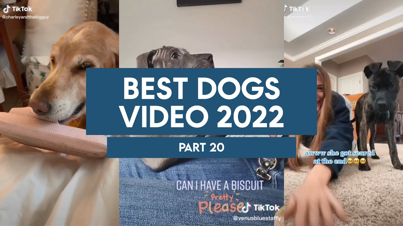 Best Dogs Video 2022! Part 20 - YouTube
