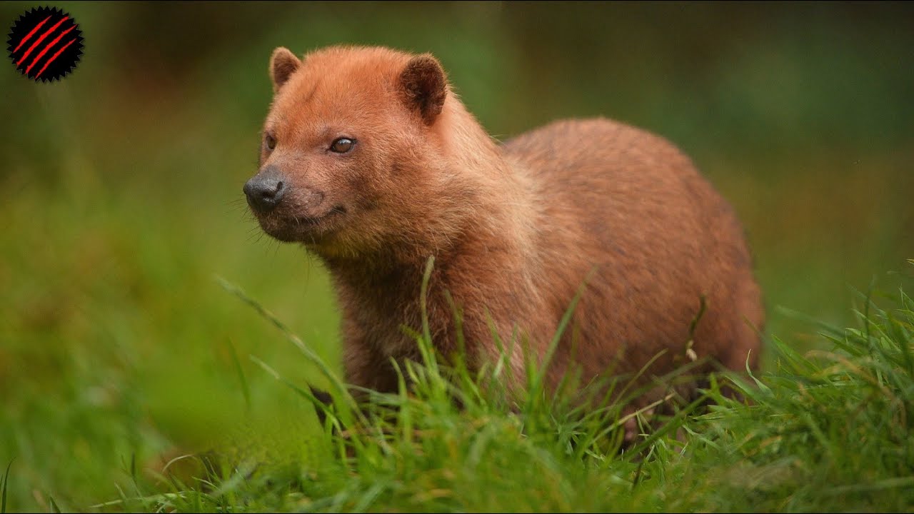 Is a "Bush Dog" the Perfect Predator? Mastery of Land & Water. - YouTube