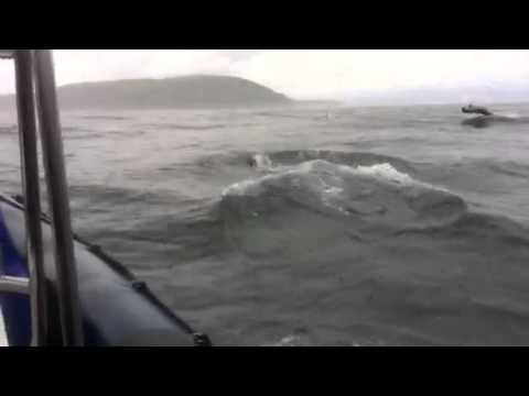 Cromarty dolphins - YouTube
