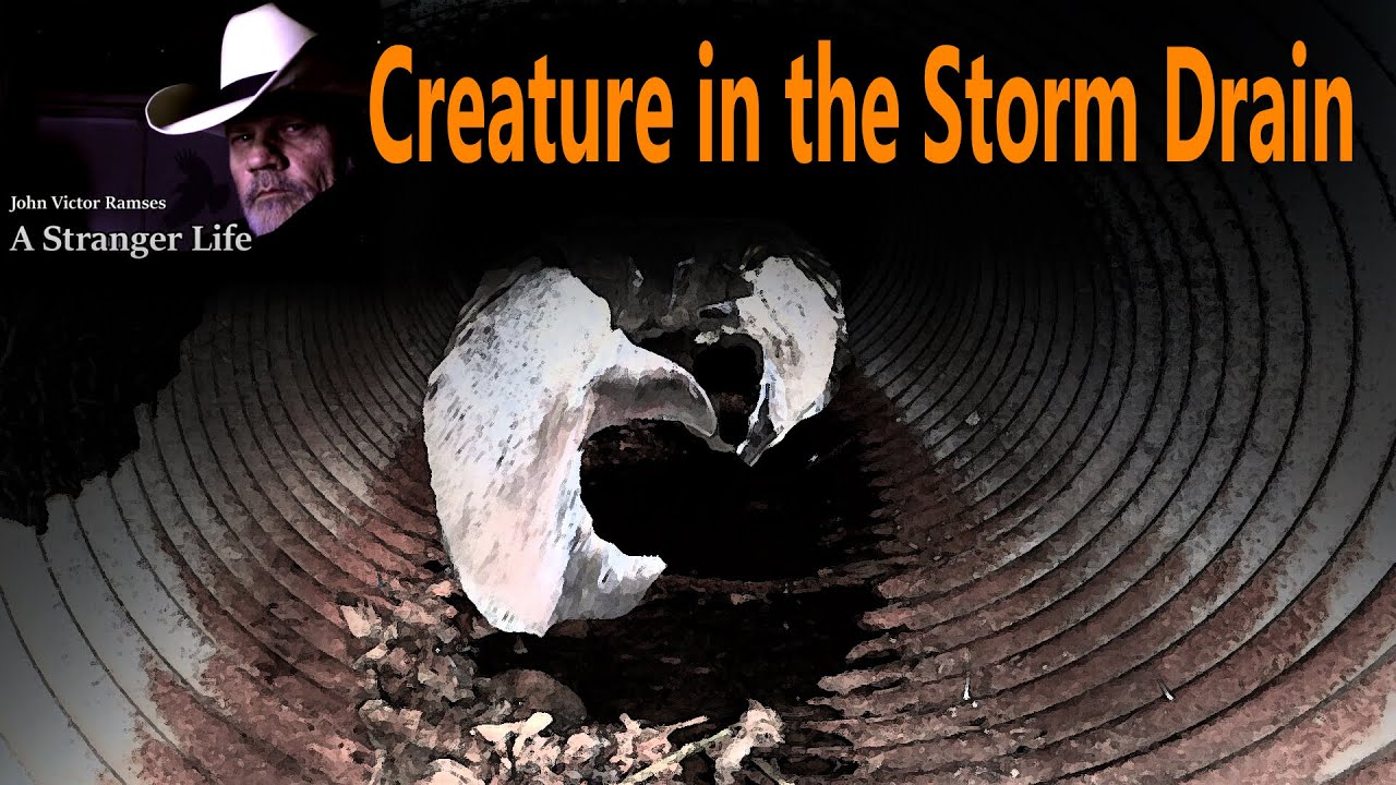 Creature in the Storm Drain - YouTube