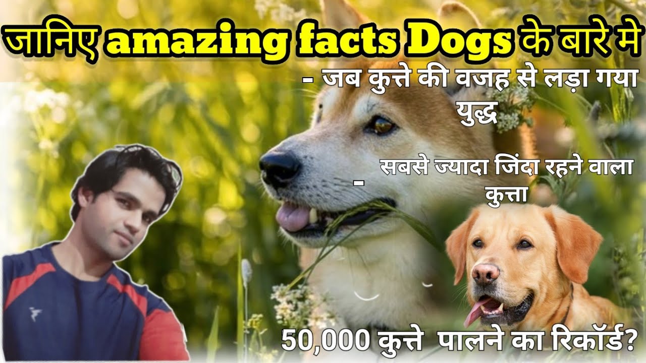 Amazing Facts About Dogs In Hindi Amazing Facts amazing-facts-about-dogs-in-hindi-amazing-facts