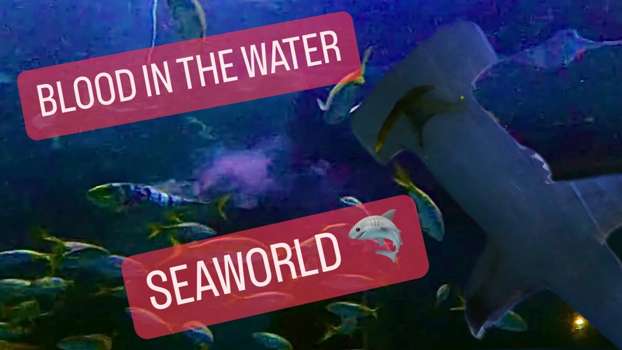 Blood In The Water At Seaworld, Orlando [GRAPHIC VIDEO] - YouTube