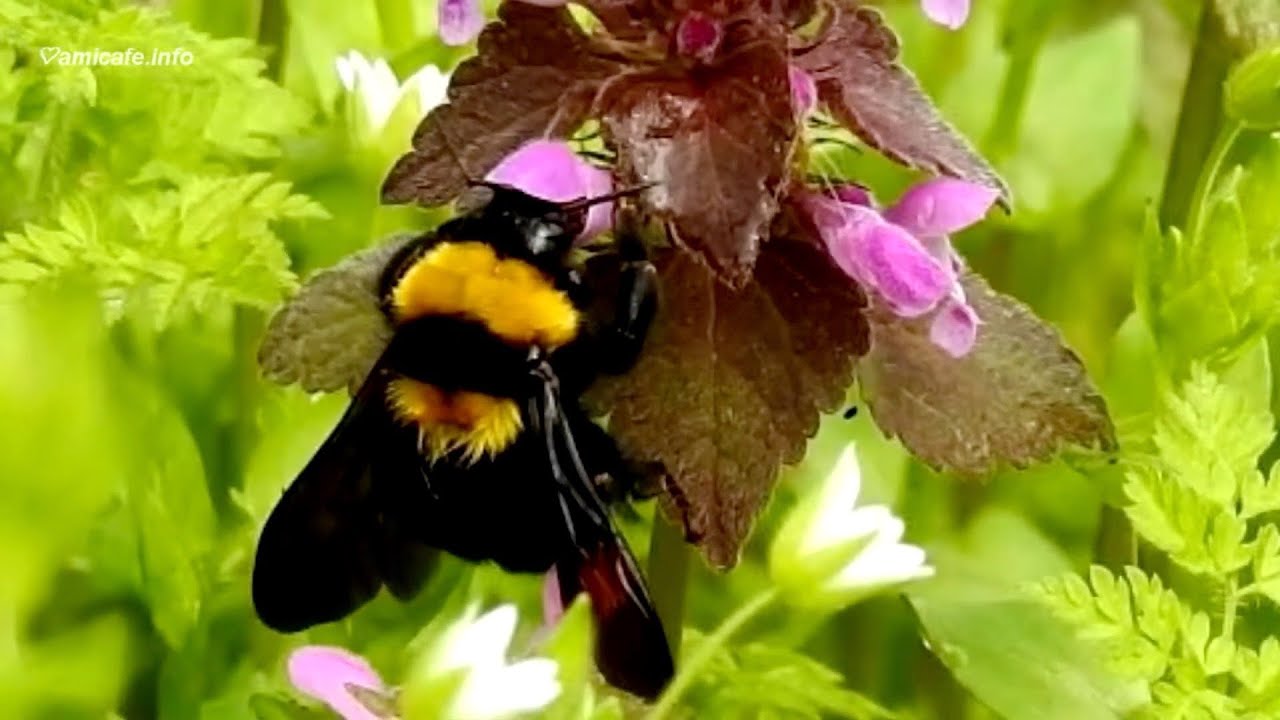 Busy Bee, Bumbling Beauties: A Bumblebee's Journey" - YouTube