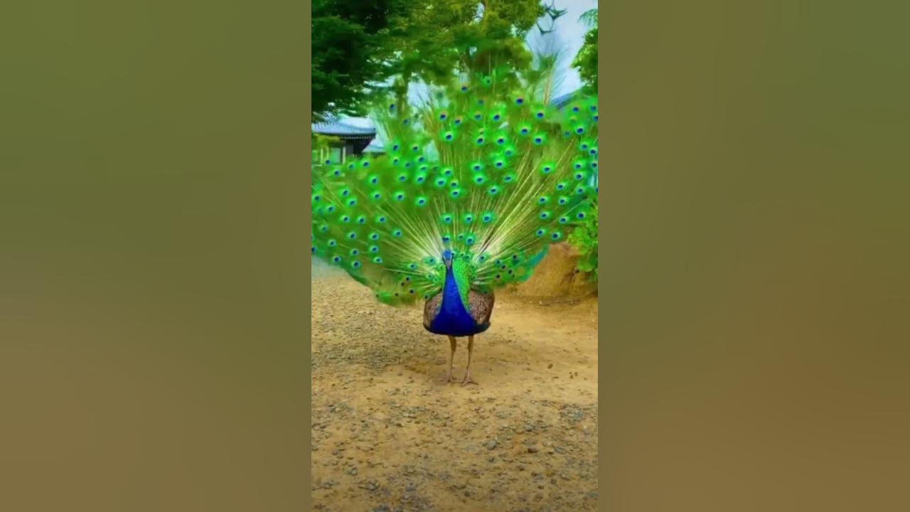 ময়ূর Shorts Video Peacock Youtube
