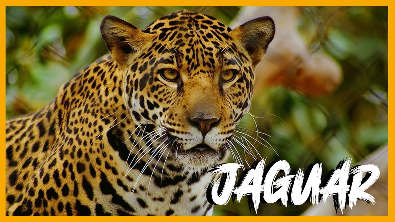 JAGUAR | Mini Documental - YouTube
