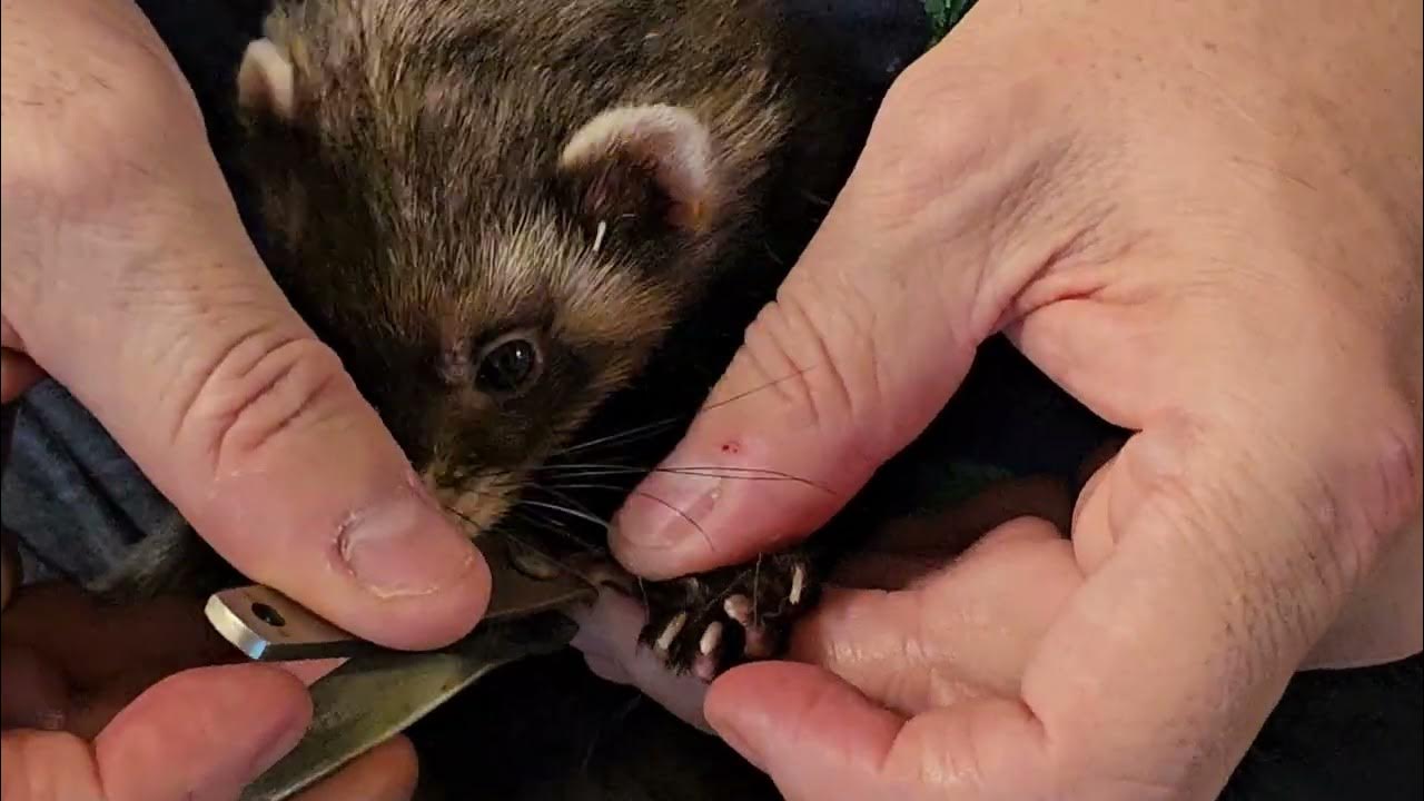Ferret Nail Trimming Time - YouTube
