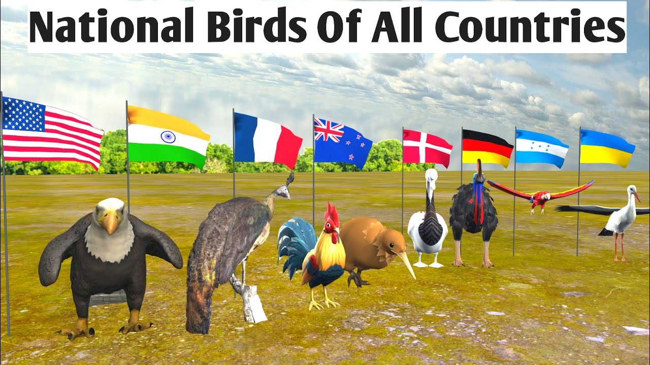 National BIRDS Of All Countries|National BIRDS Of Every Country - YouTube