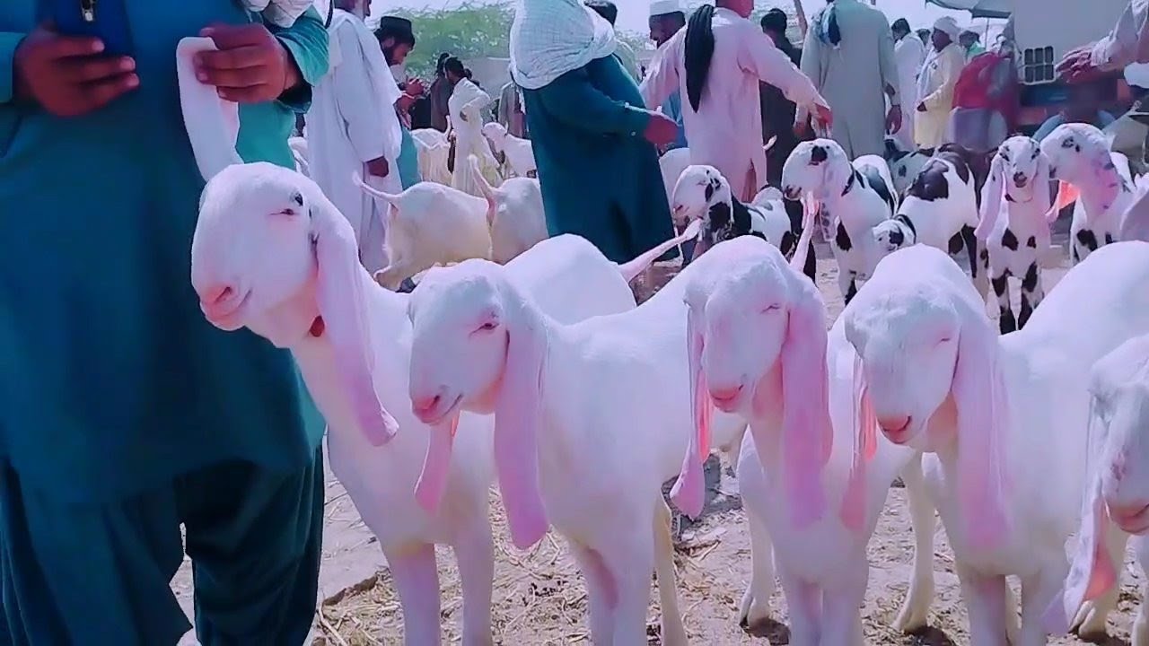 Qurbani Bakra 2024 | Gulabi Bakray| Goat farming in Pakistan| - YouTube