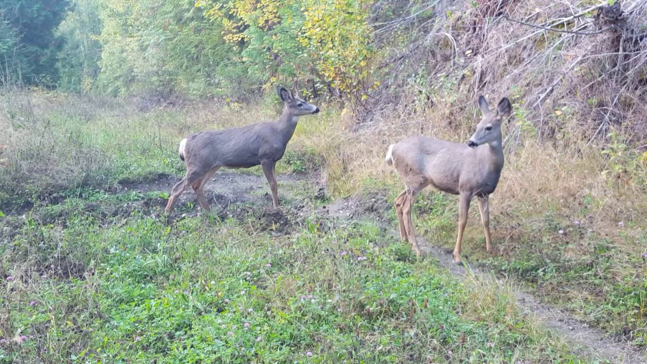 Yearling doe and buck - YouTube