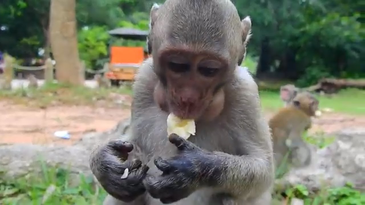 Million pity Janet! more than 24h monkey Janet was trapped without food ...